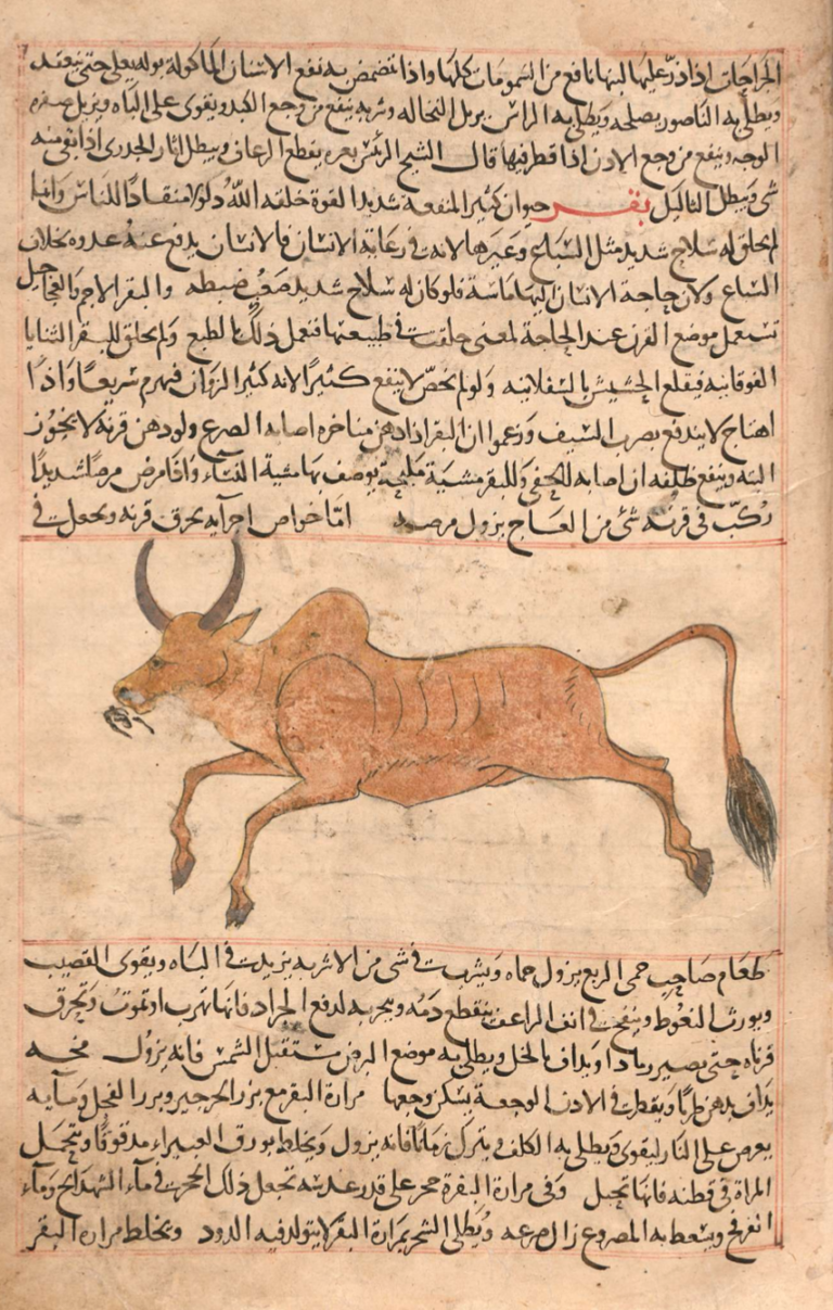 Spotlight on: Beef – Eat Like A Sultan