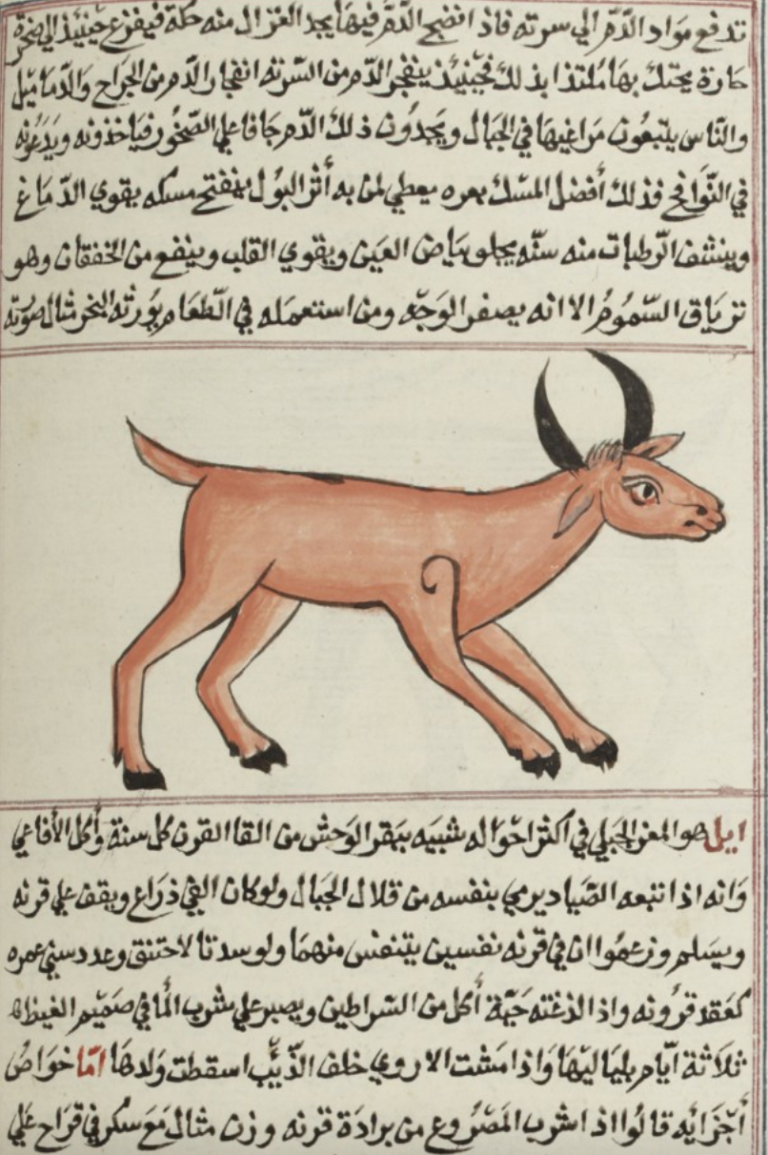 Spotlight on: the Gazelle – Eat Like A Sultan